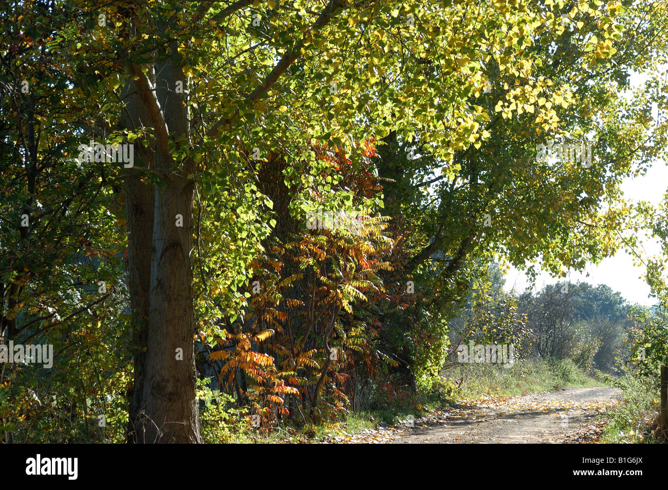 Countryside Lane in England Stock Photo - Alamy