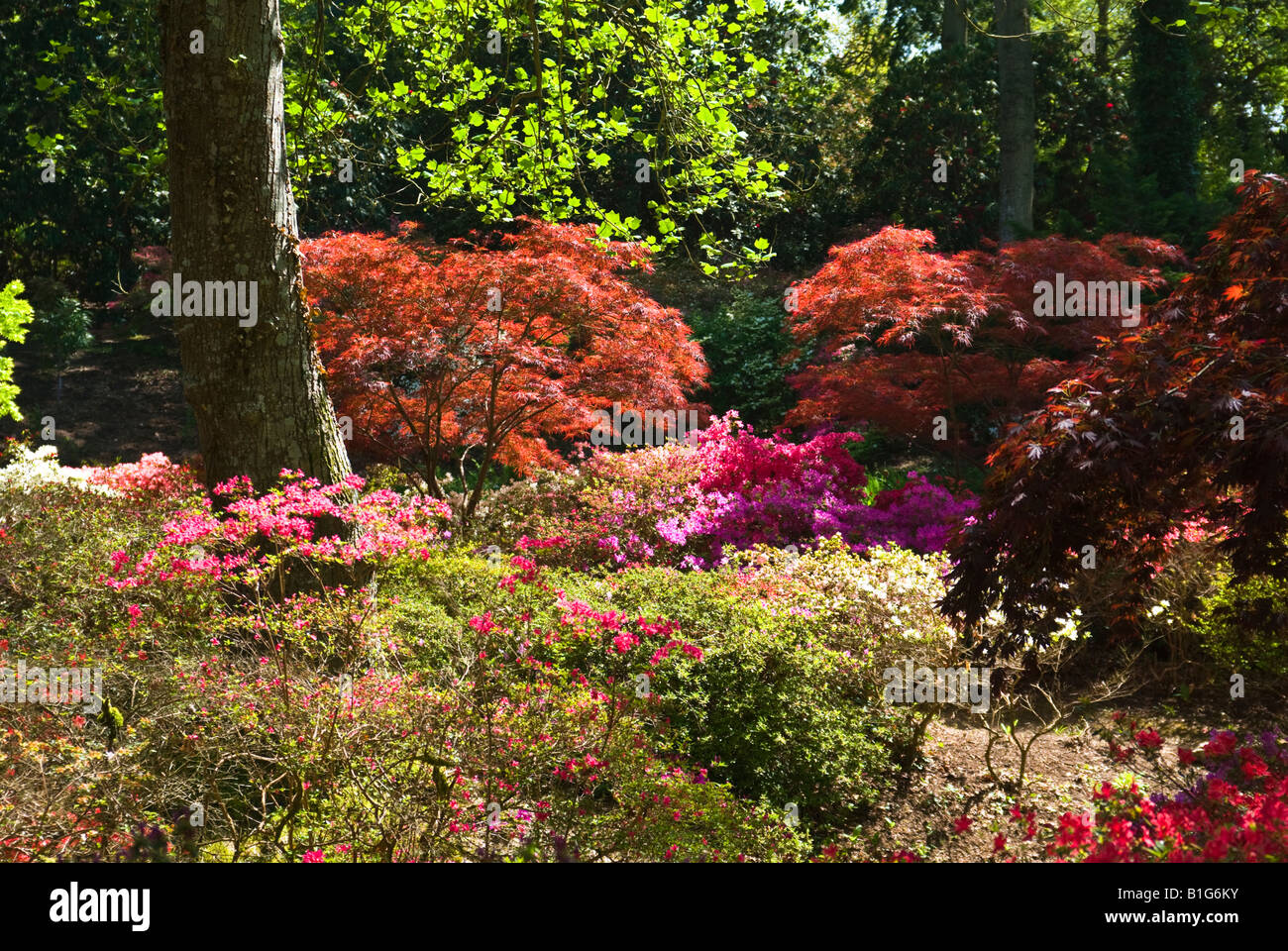Exbury azalea hi-res stock photography and images - Alamy