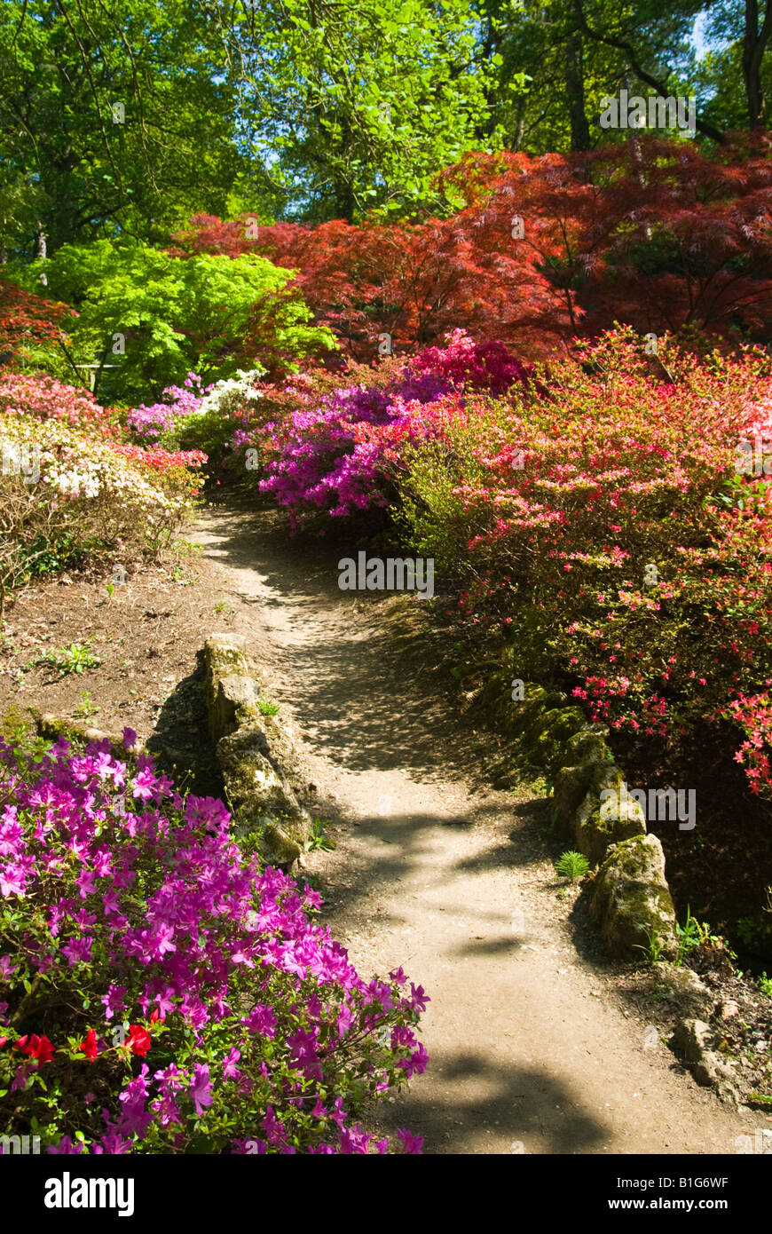 Path through the azaleas, Exbury Stock Photo - Alamy