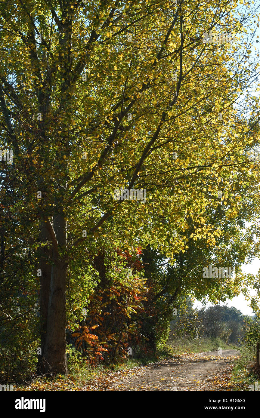 Countryside Lane in England Stock Photo - Alamy