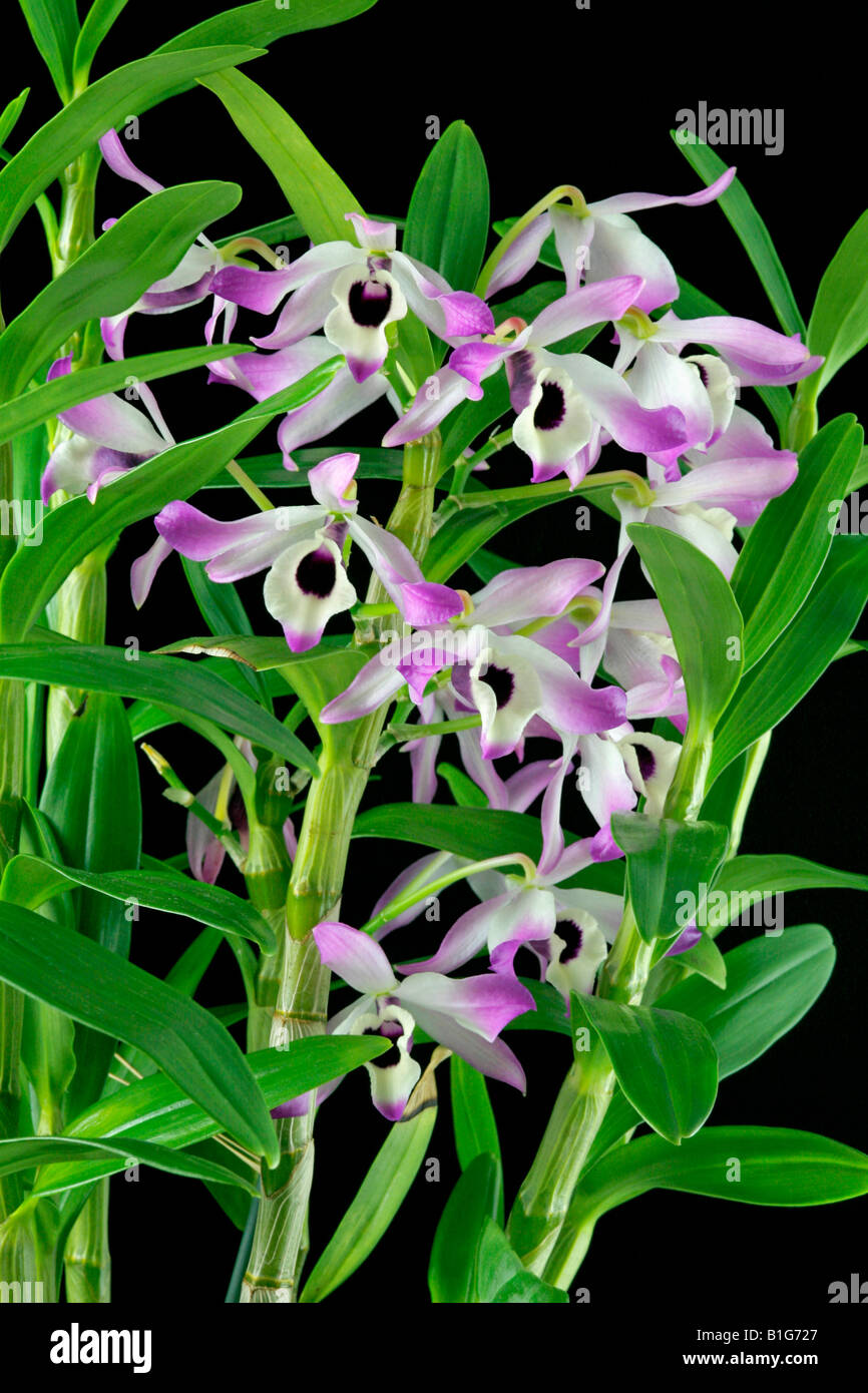 Orchid dendrobium nobile hi-res stock photography and images - Alamy