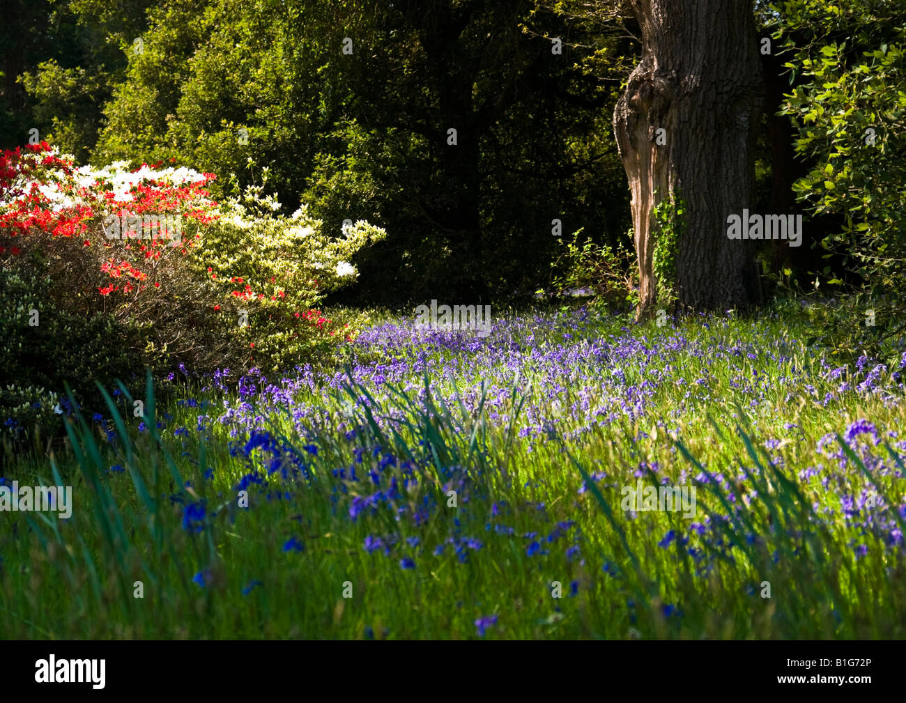 Blue azalea hi-res stock photography and images - Alamy
