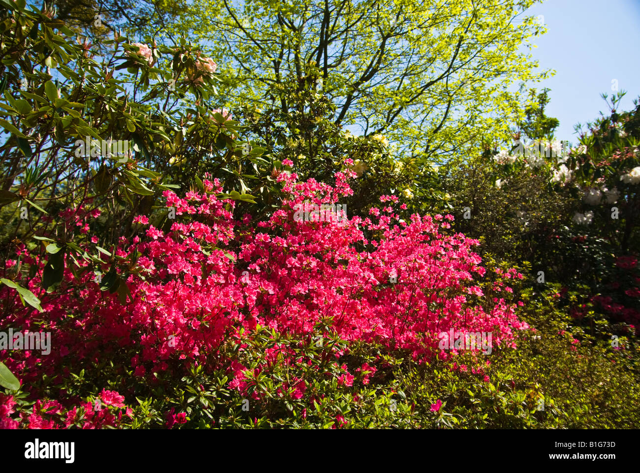 Pink azalea in woodland Stock Photo - Alamy