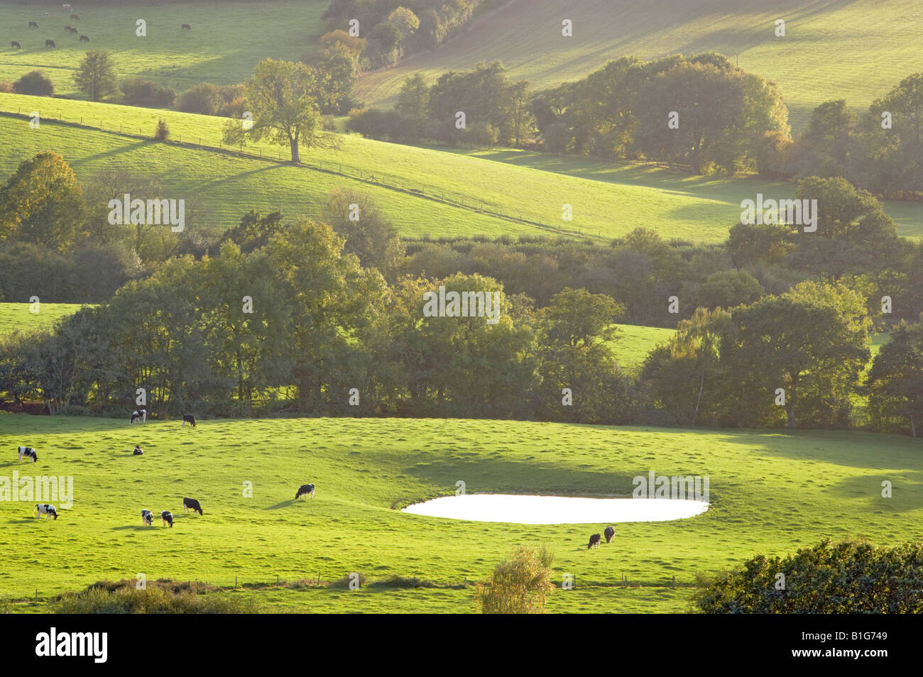 Cattle around Dew Pond Tredean Farm Cobblers Plain Stock Photo - Alamy