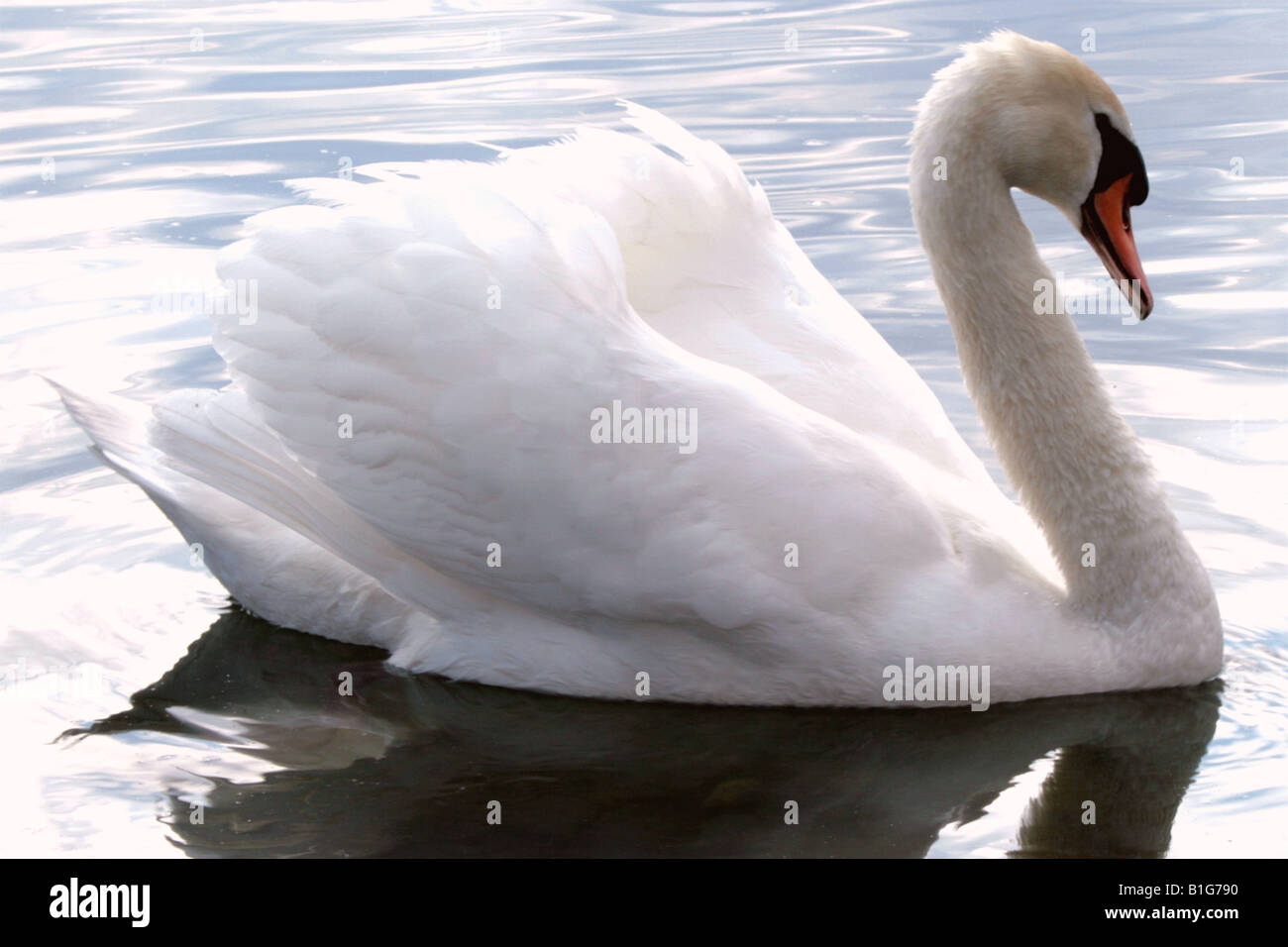 Side view of a swan Stock Photo - Alamy