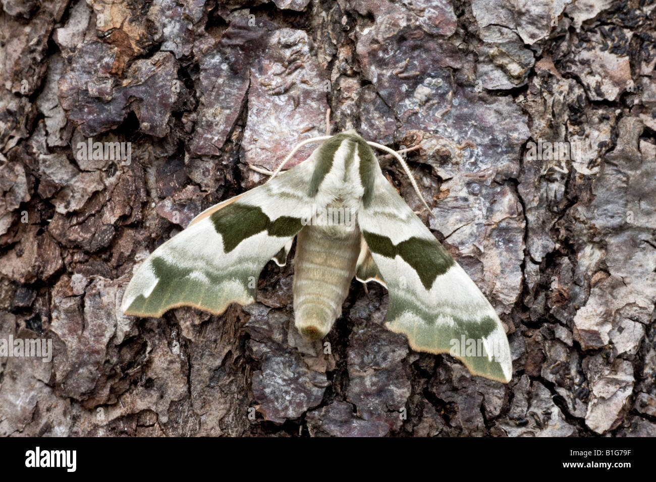 Large hawkmoth hi-res stock photography and images - Alamy