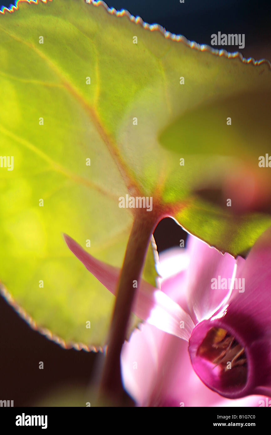 Closeup detail of green leaf with flower Stock Photo - Alamy