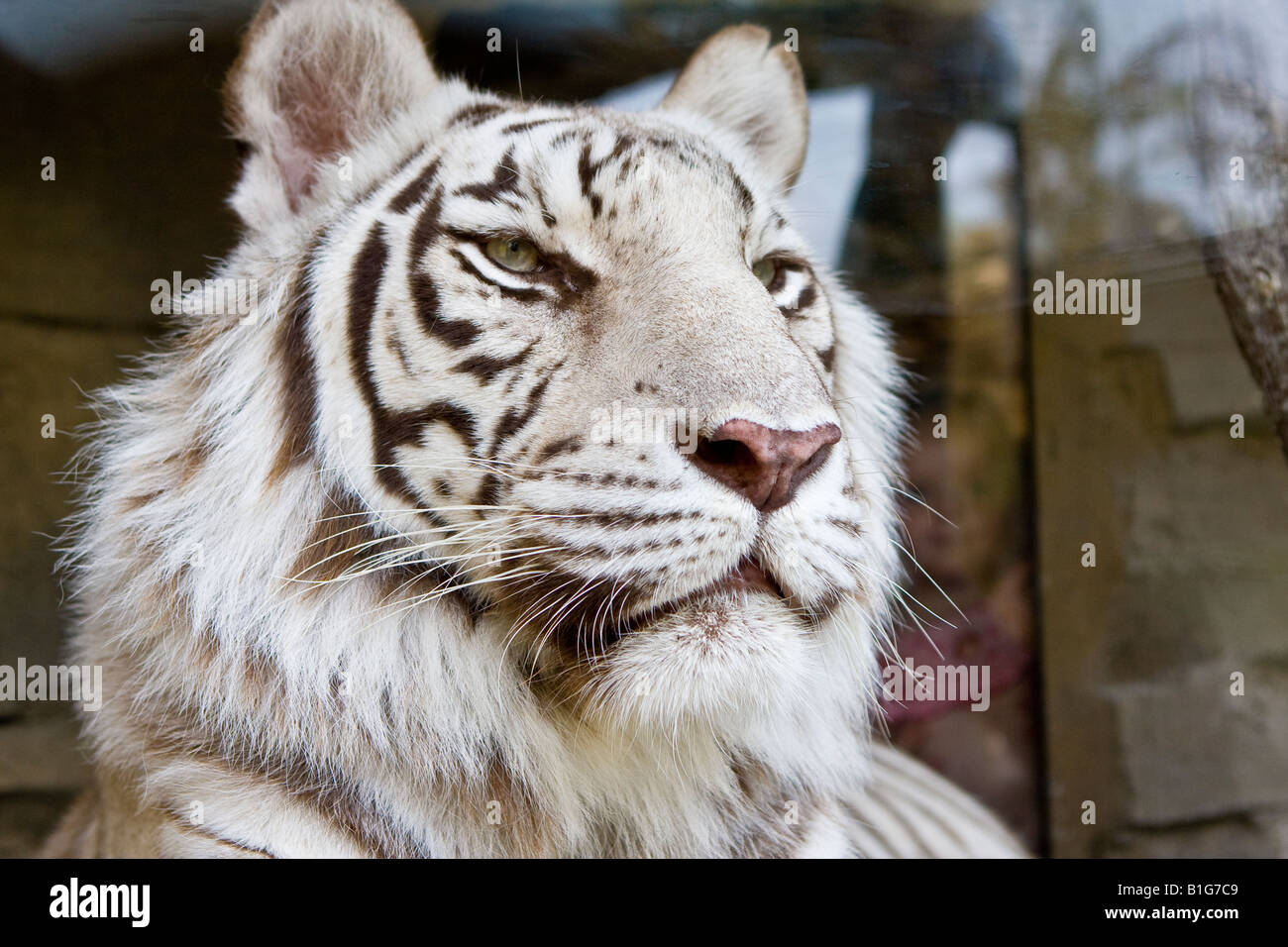 Busch gardens tiger hi-res stock photography and images - Alamy