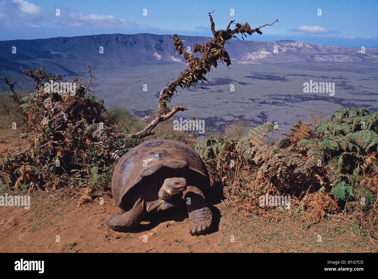 Giant tortoise, Alcedo Volcano, Isabela Island, Galapagos, Ecuador ...