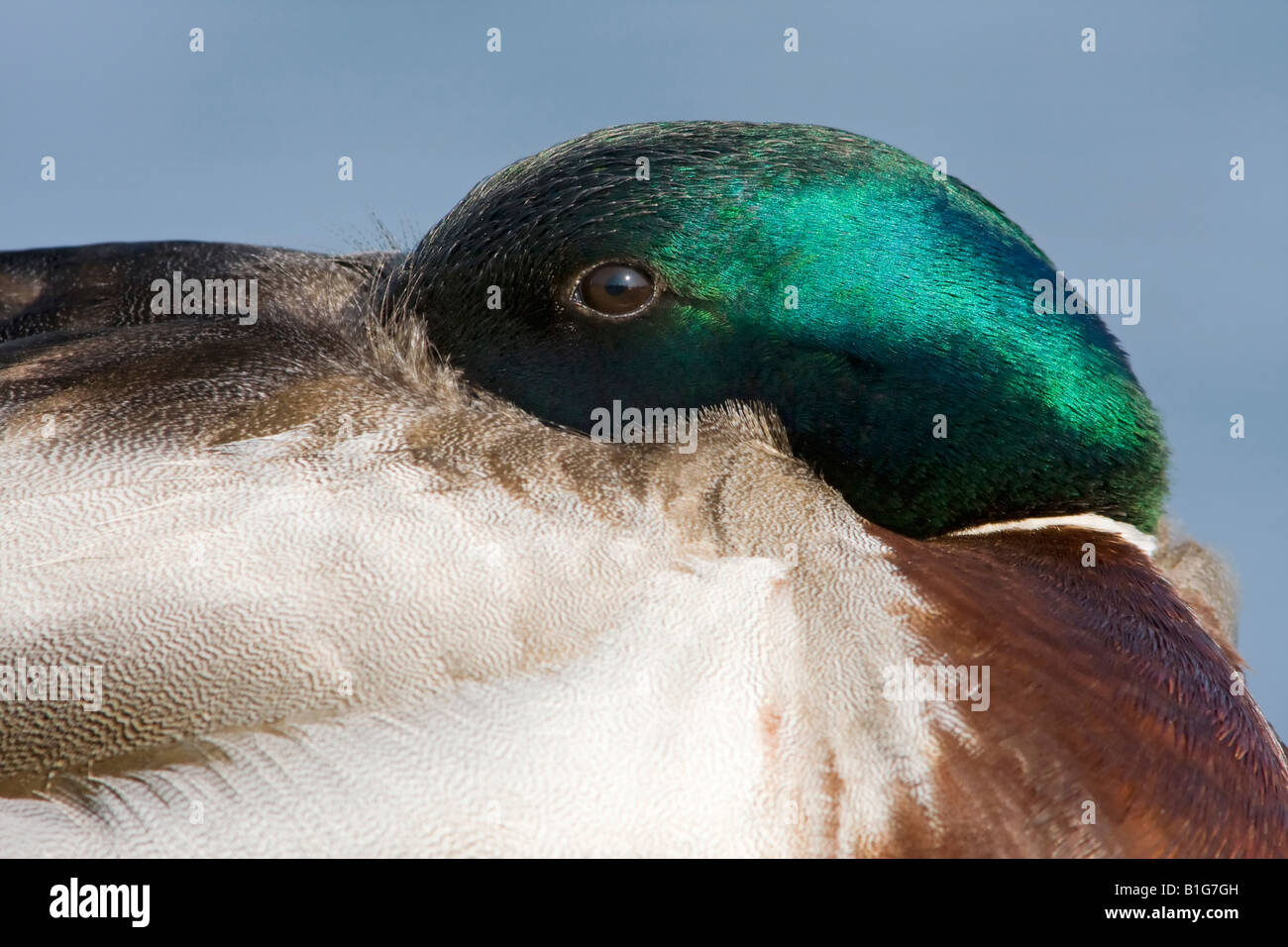 Mallard head and bill hi-res stock photography and images - Alamy