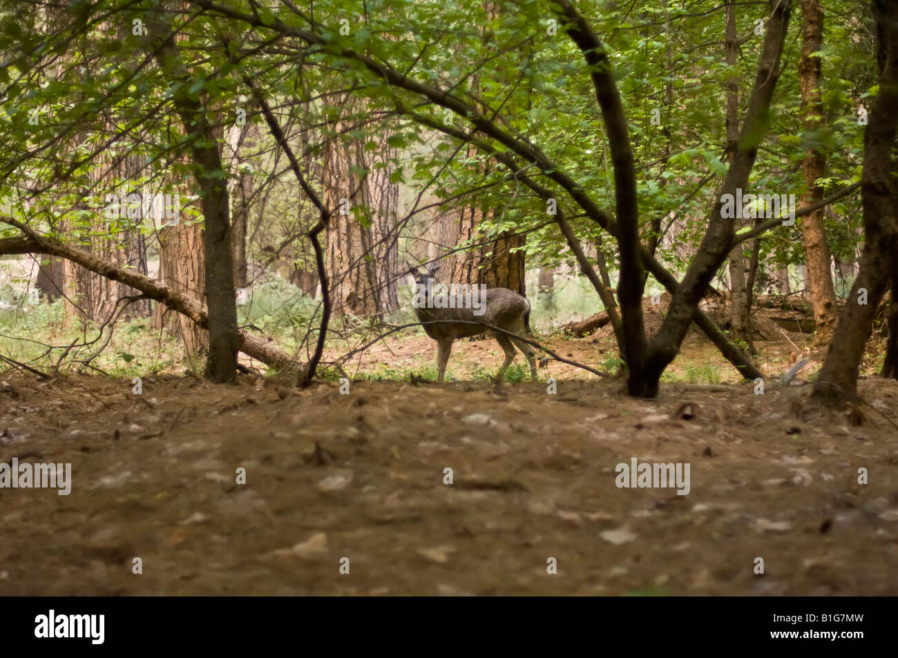 mule deer buck in early spring Stock Photo - Alamy