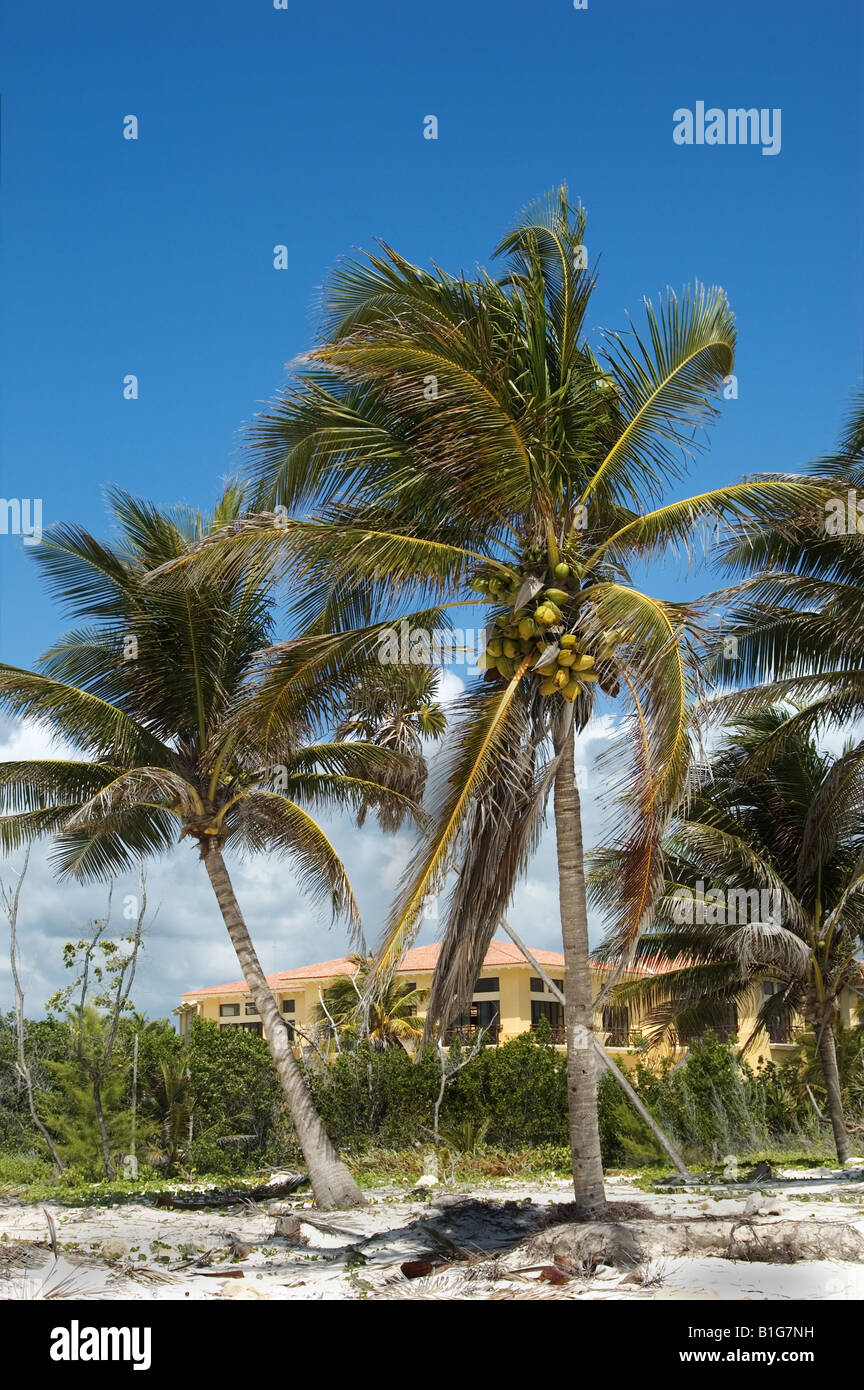 tropical beach at summer Mexico riviera maya Stock Photo - Alamy