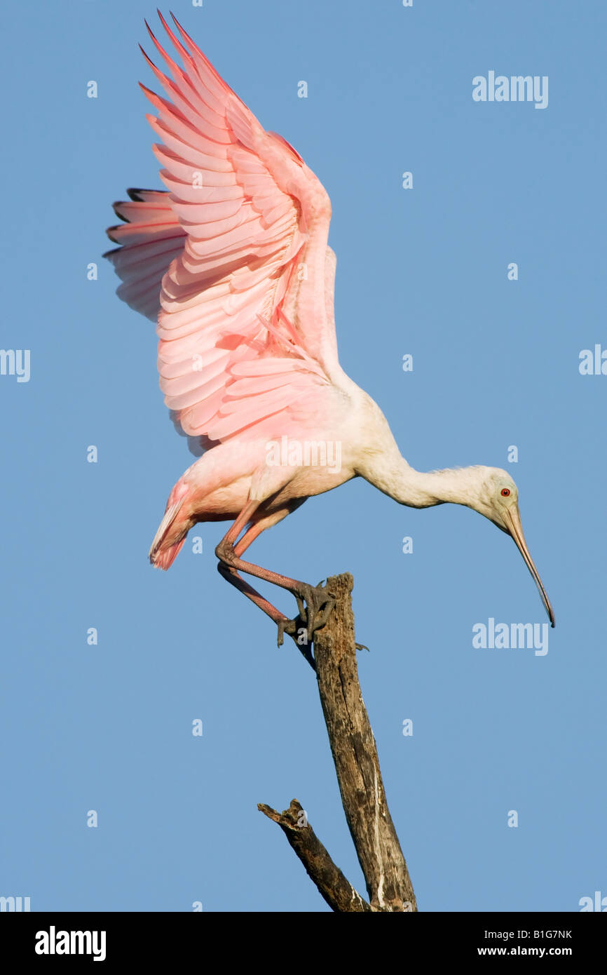 Endangered roseate spoonbill hi-res stock photography and images - Alamy