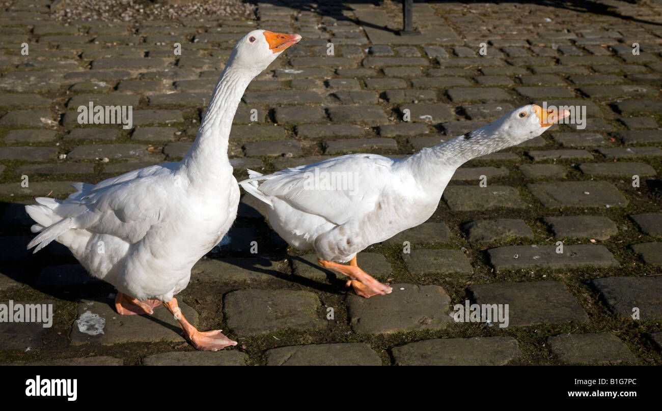 White Geese Walking Stock Photo - Alamy