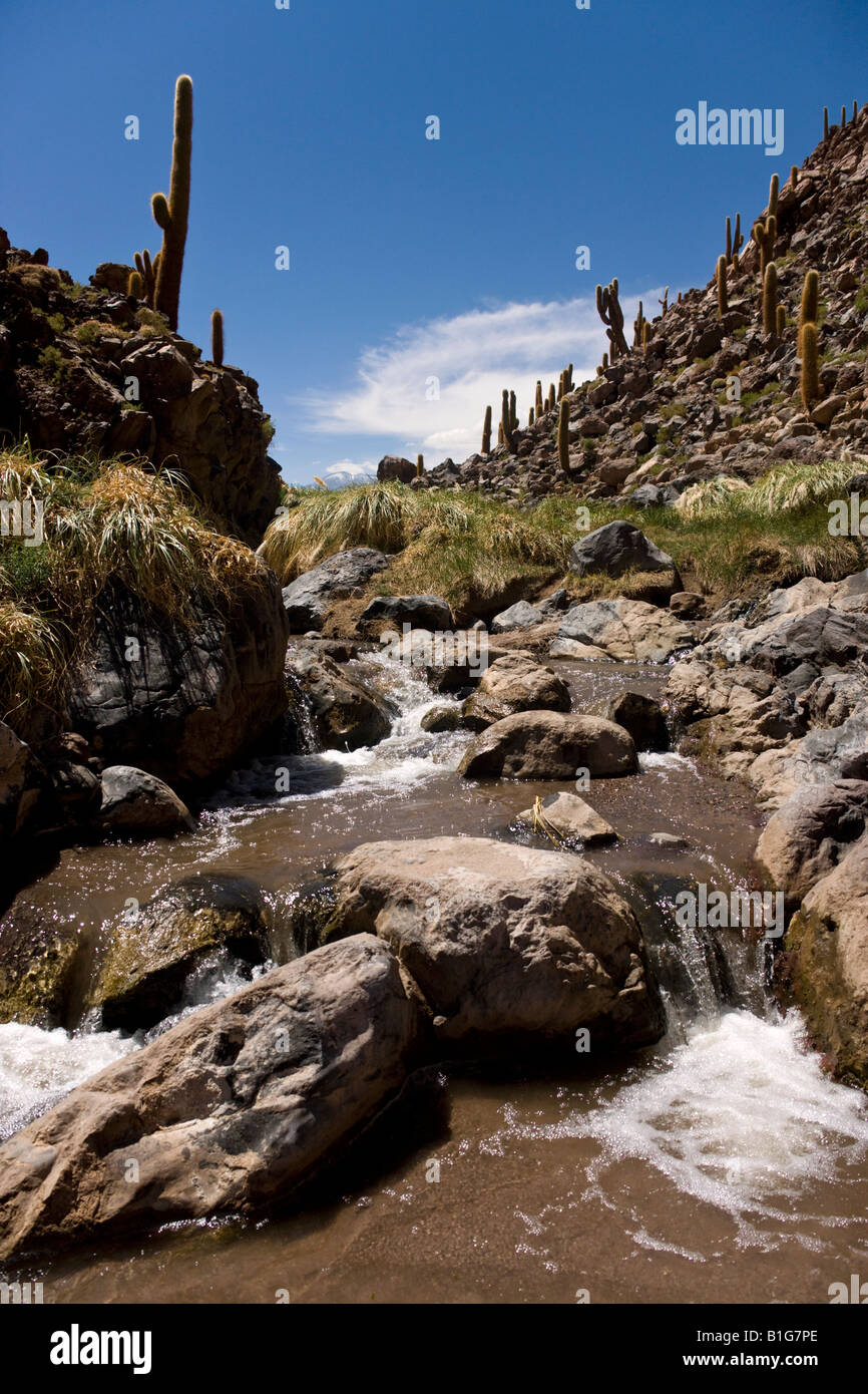 Cactus Canyon near San Pedro de Atacama in the Atacama Desert in ...