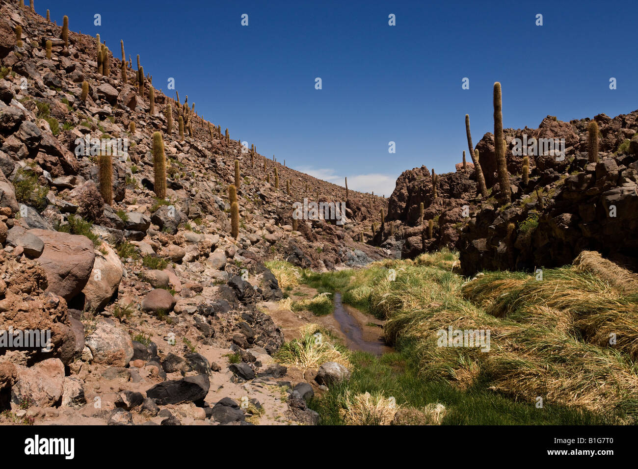 Cactus Canyon near San Pedro de Atacama in the Atacama Desert in ...