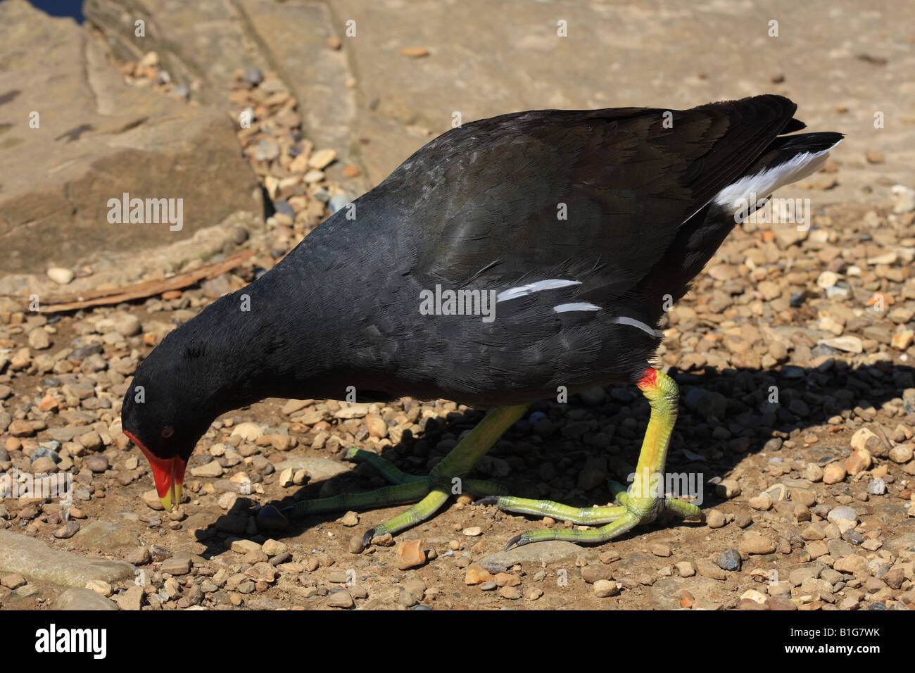 Food for wildfowl hi-res stock photography and images - Alamy