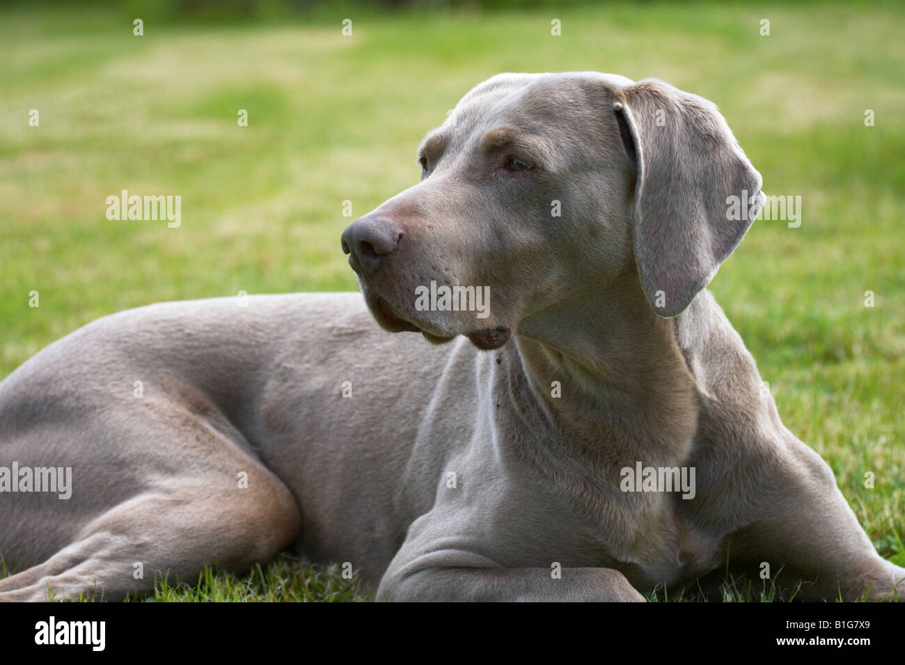 Weimaraner hi-res stock photography and images - Alamy