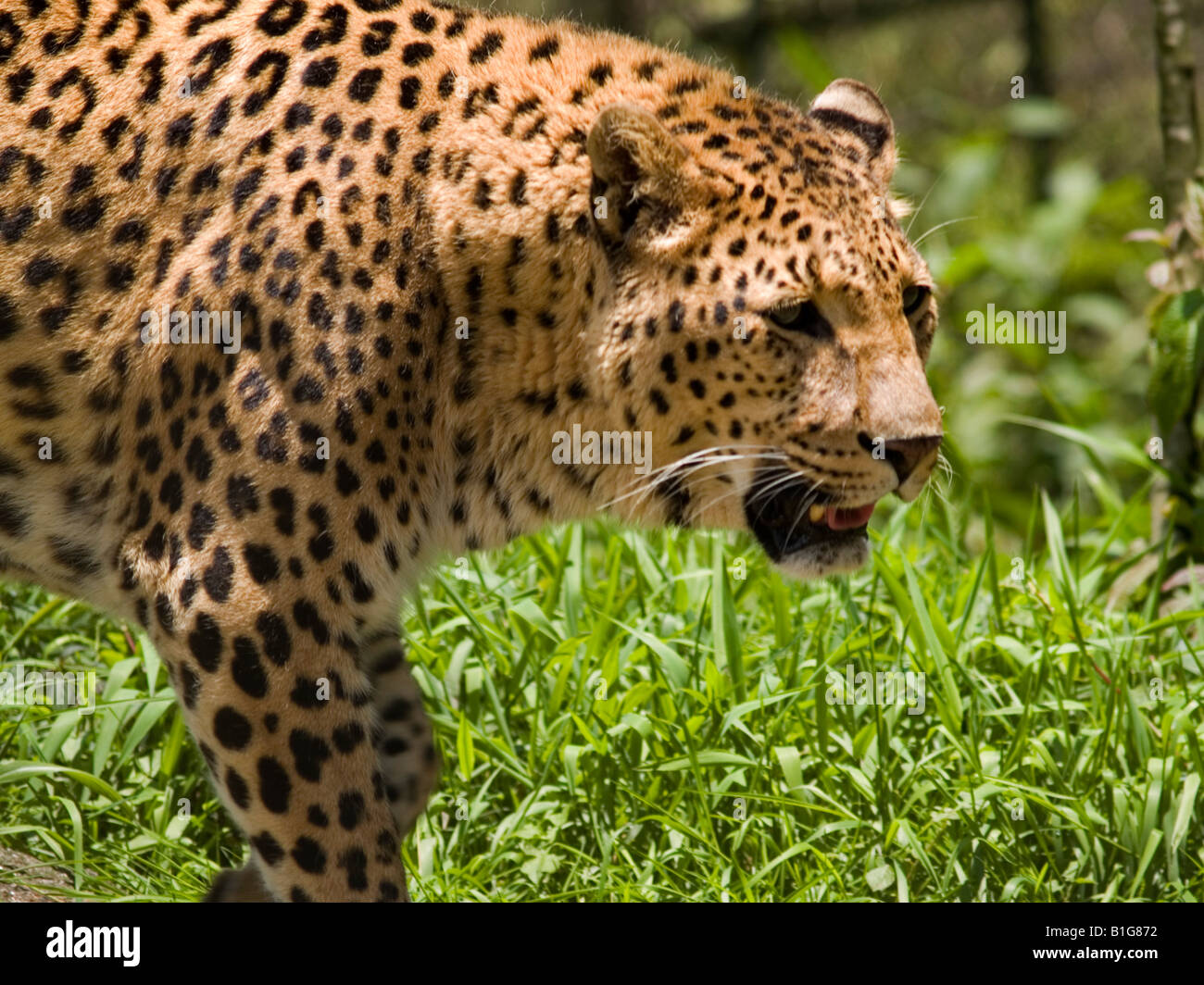 Sikkim wildlife hi-res stock photography and images - Alamy