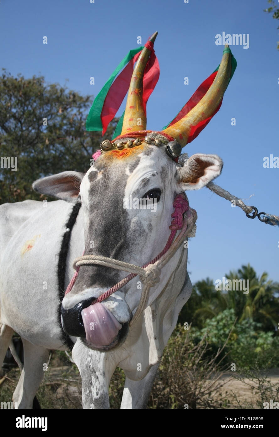 Indian Decorated Cow