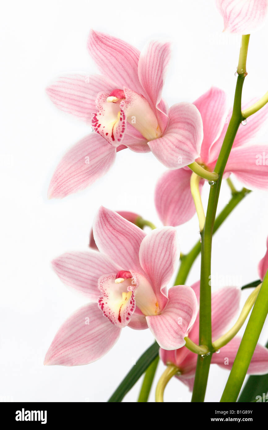 Cymbidium Coral Candy hybrid orchid Stock Photo - Alamy