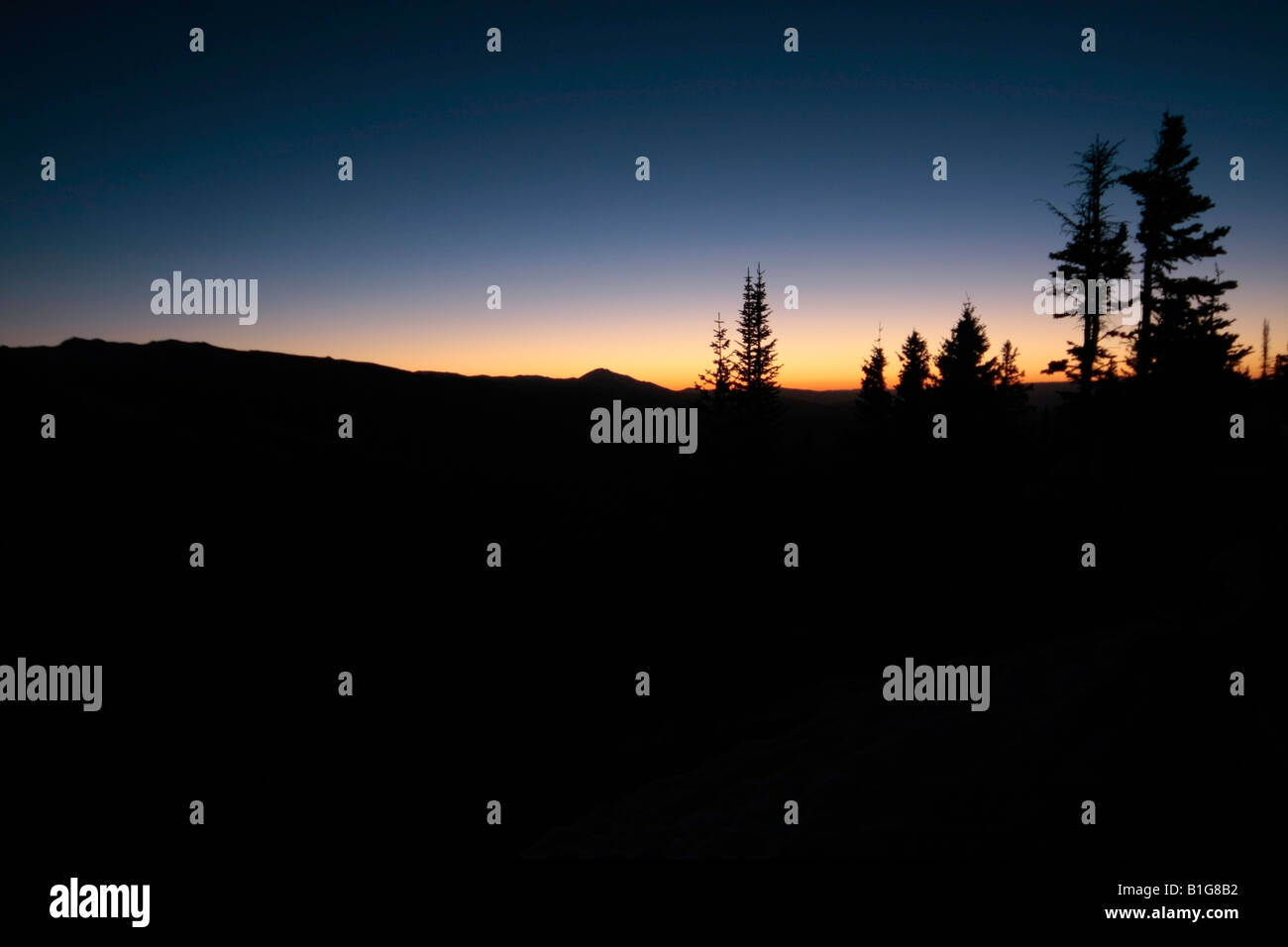 Sunset tree view, Aspen Stock Photo - Alamy