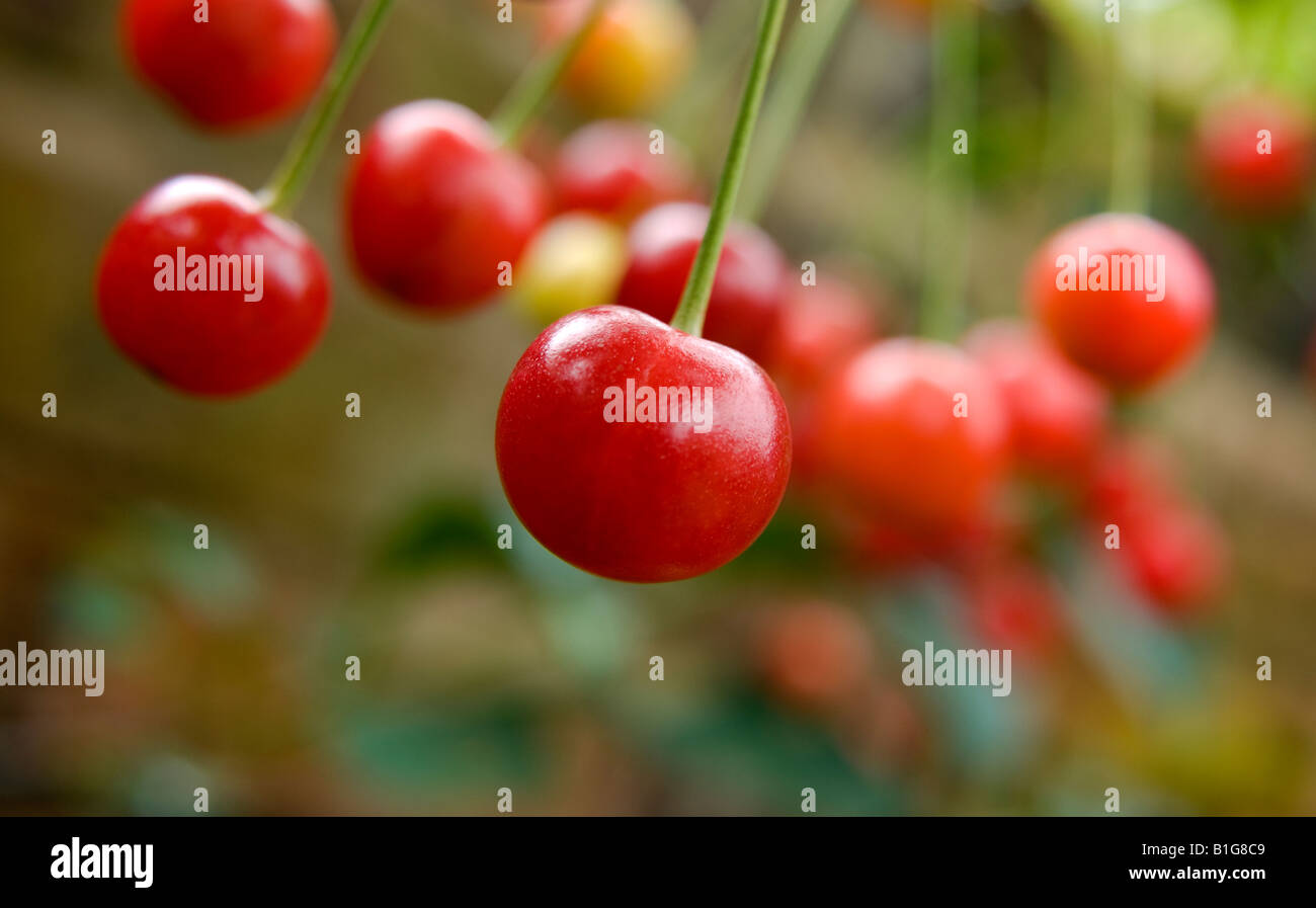 Morello cherry tree hi-res stock photography and images - Alamy