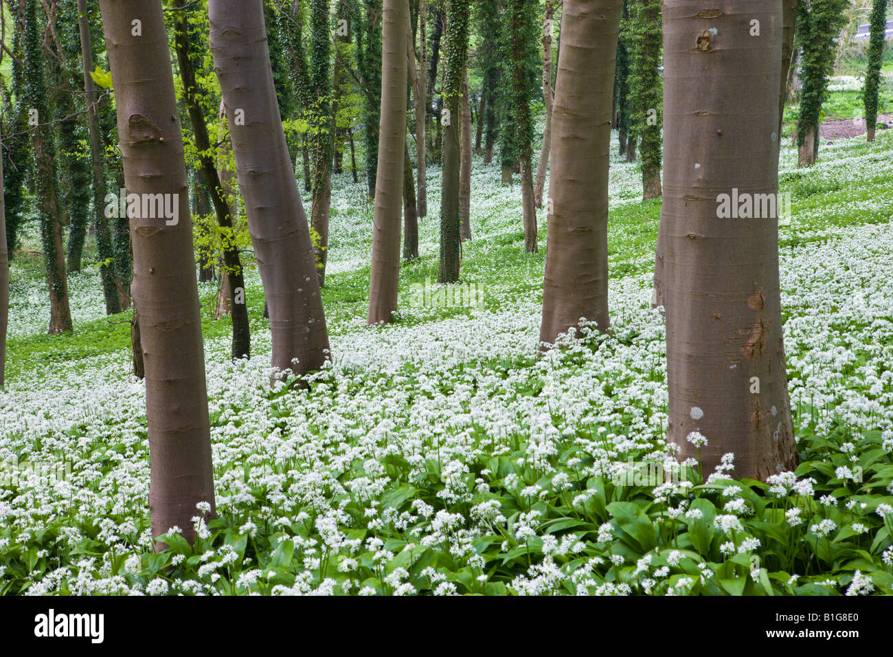 Wild Garlic growing in a woodland Winterbourne Abbas Dorset England ...