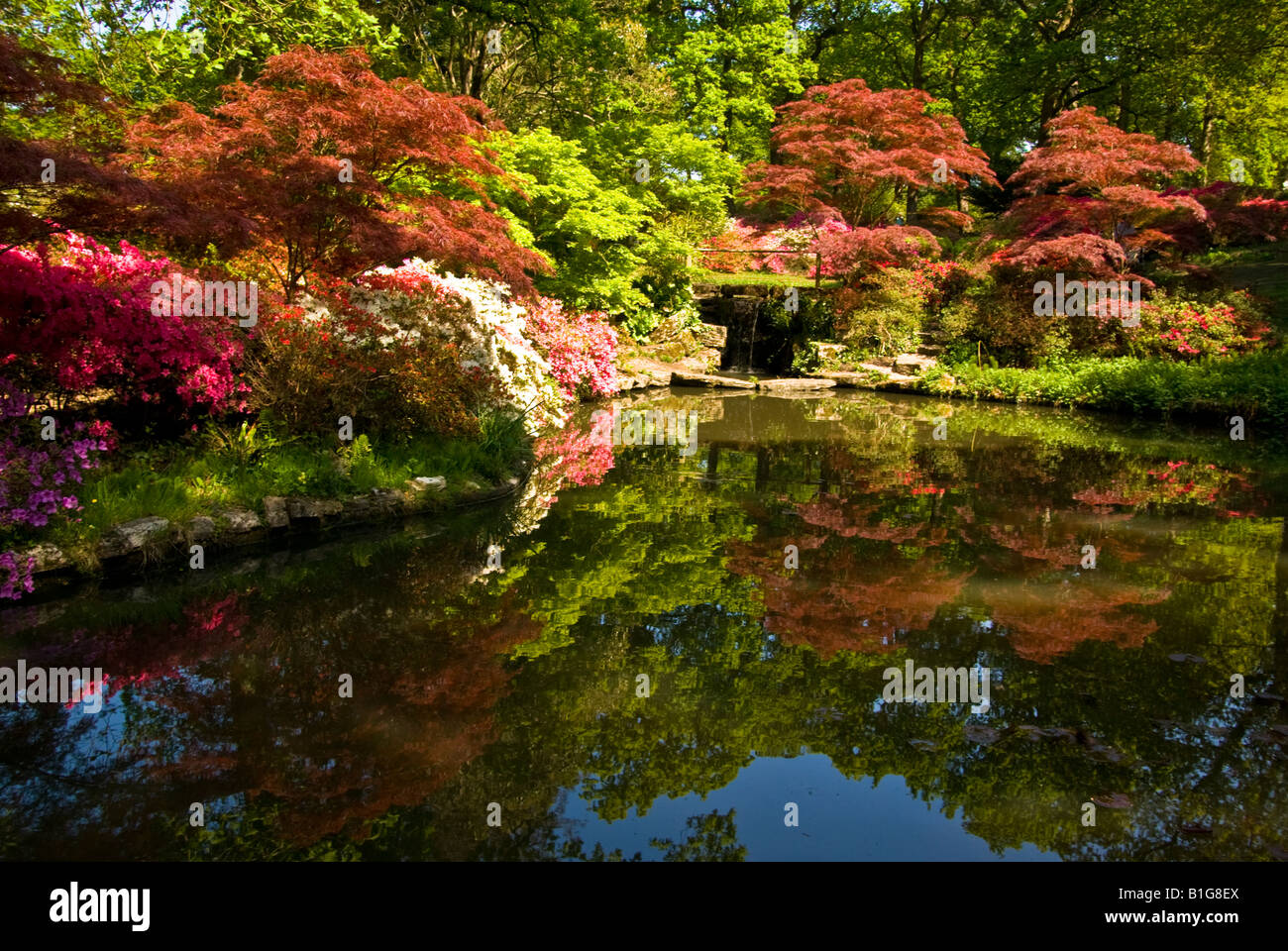 Exbury azalea hi-res stock photography and images - Alamy