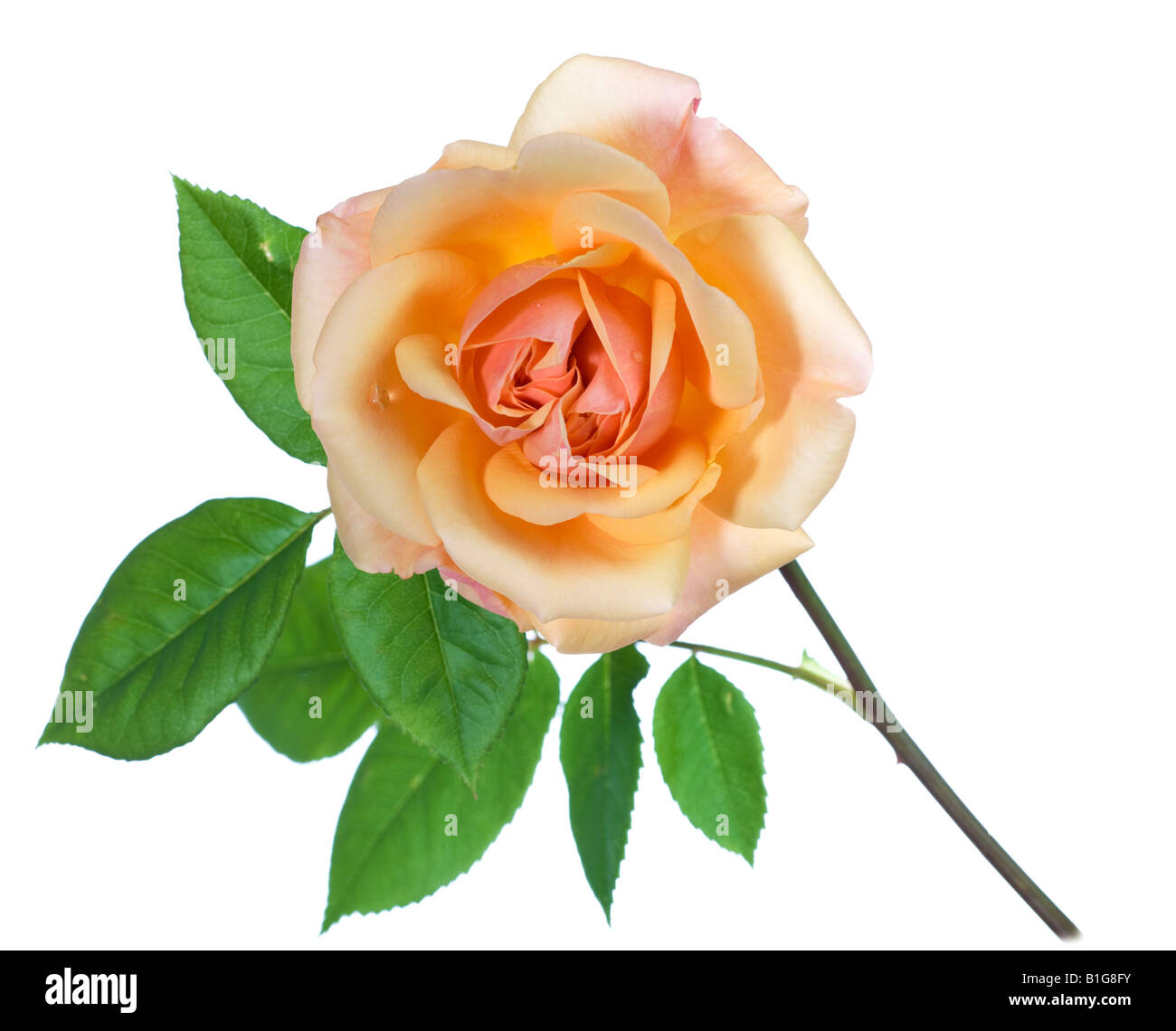 David austin rose Cut Out Stock Images & Pictures - Alamy
