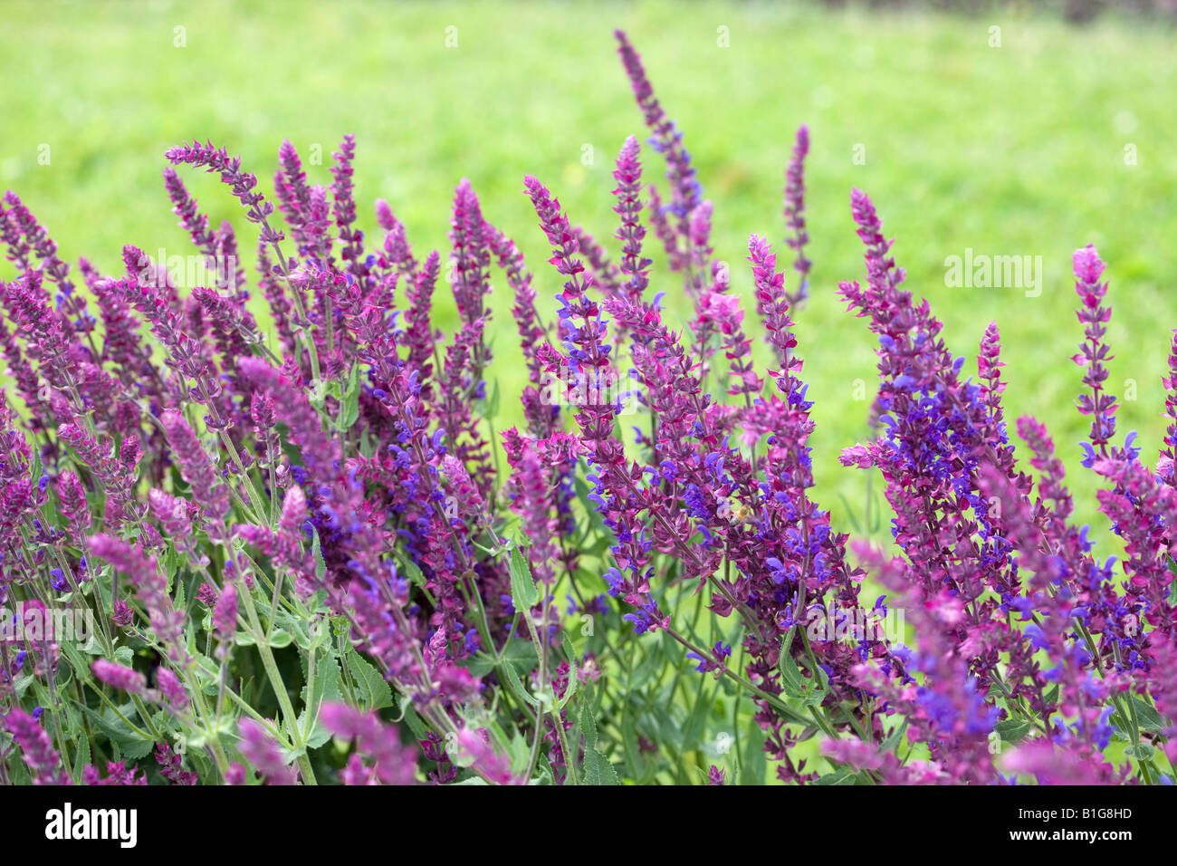 Meadow sage (Salvia nemorosa Stock Photo - Alamy