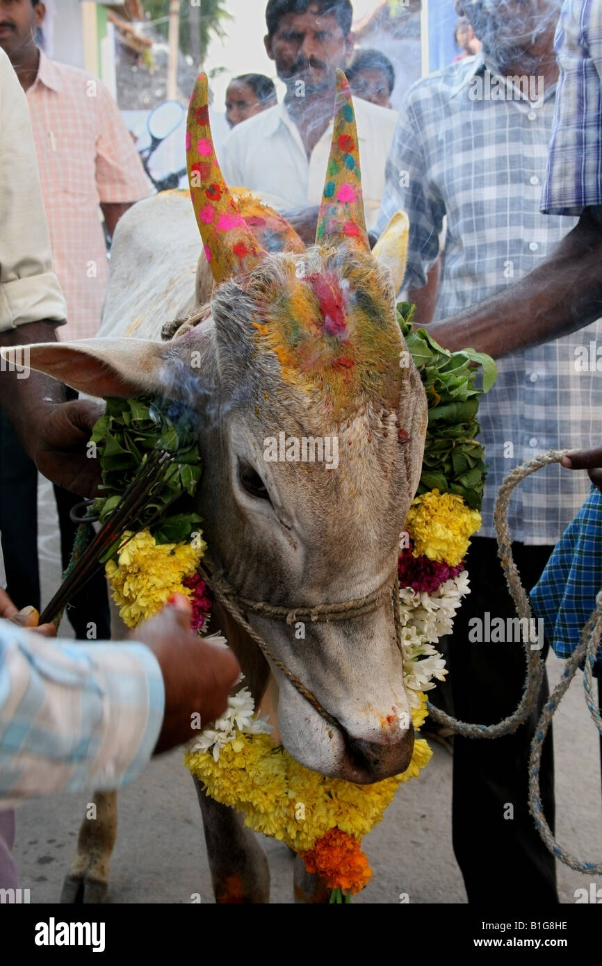 Holy cow being blessed on the way to the temple by villagers and ...