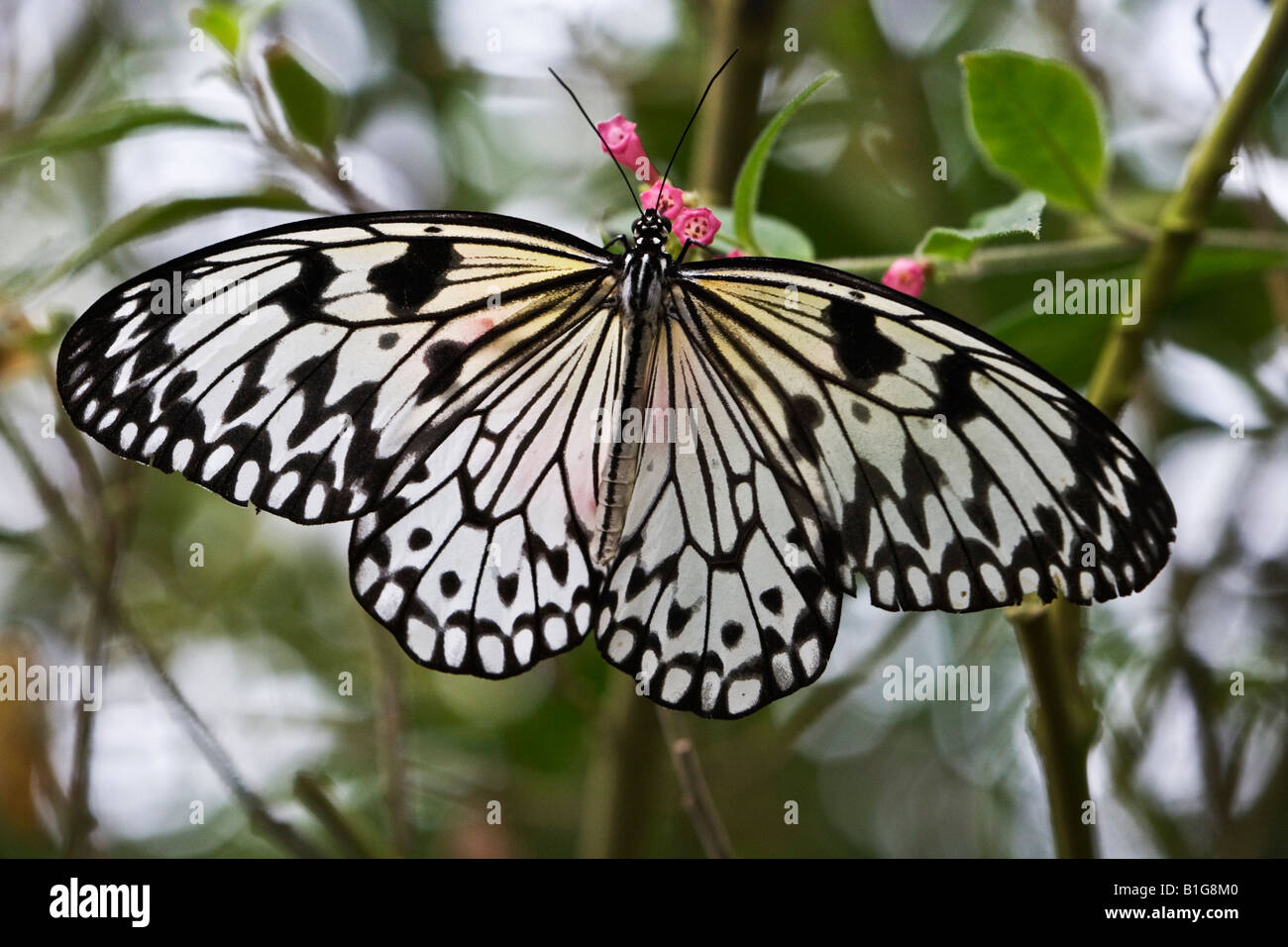 White Tree Nymph Butterfly South East Asia Stock Photo - Alamy