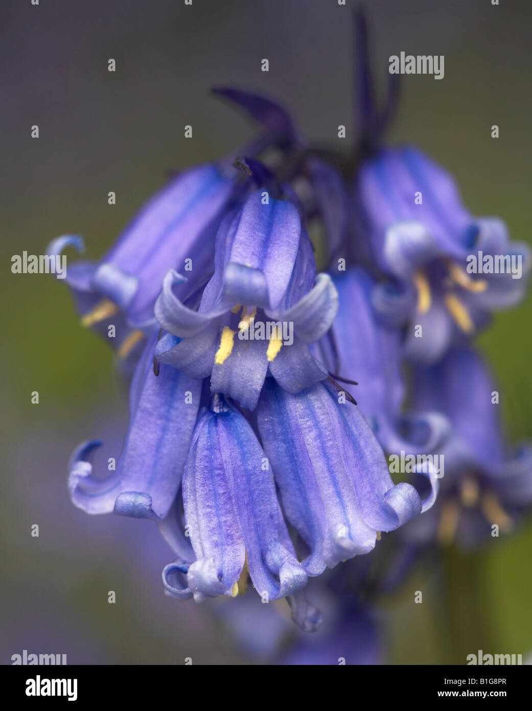 Bluebell flowers in the woods Stock Photo - Alamy