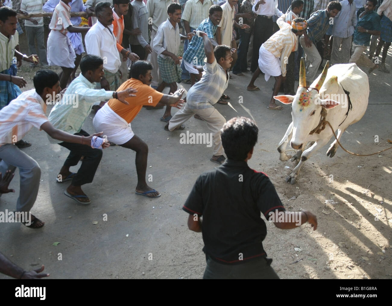 Bull racing , running of the bulls for Pongal or Sankranthi . Tamil ...