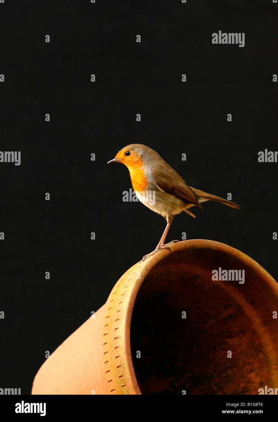 Robin on Flower Pot Stock Photo - Alamy