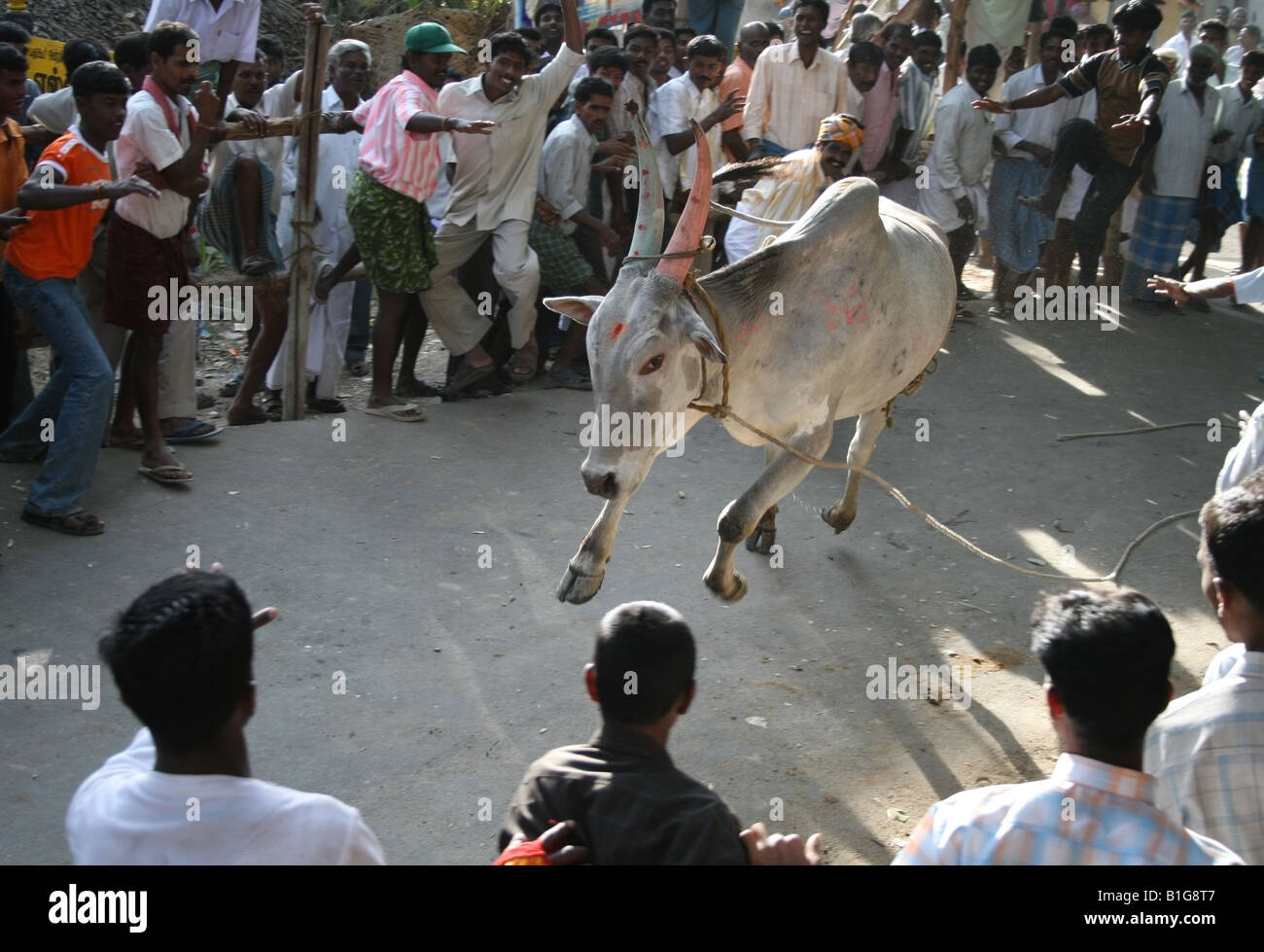 Bull racing , running of the bulls for Pongal or Sankranthi . Tamil ...