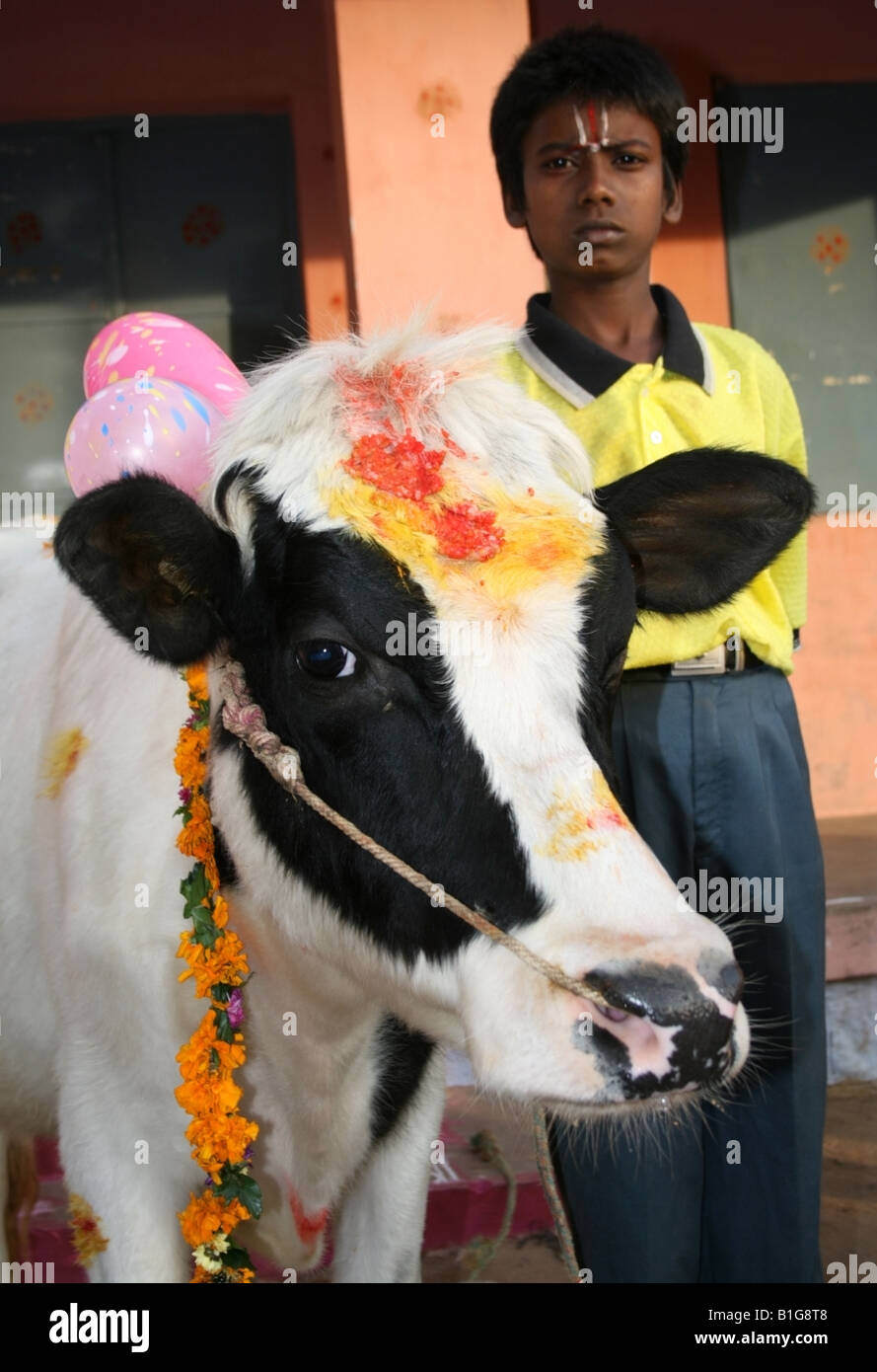 Sacred decorated cow india hi-res stock photography and images - Alamy