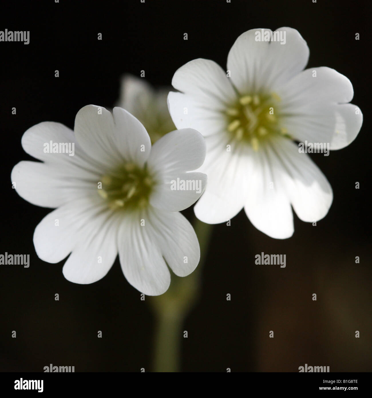 Single stem white flower hi-res stock photography and images - Alamy