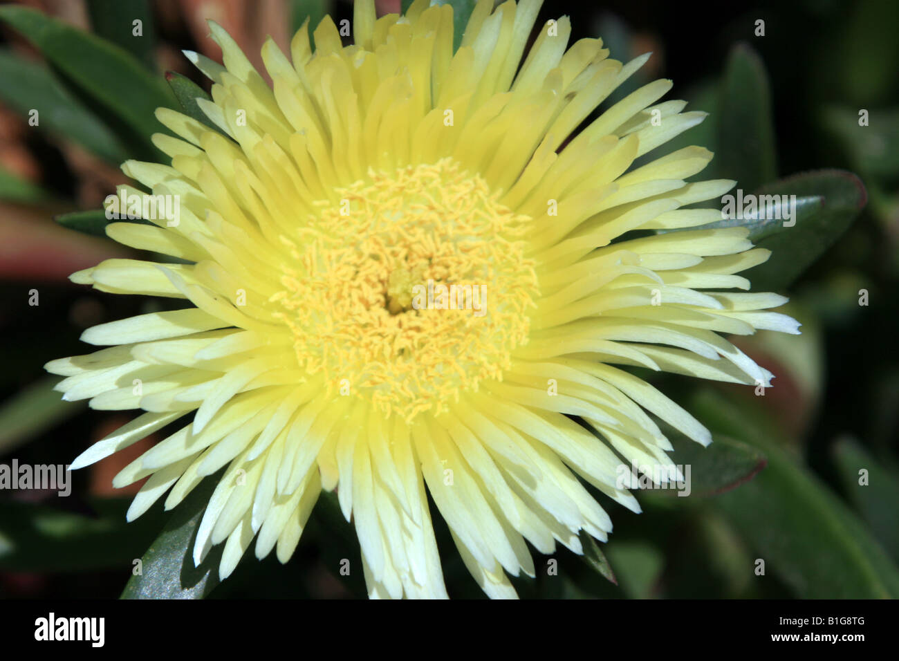 Livingstone daisy flower hi-res stock photography and images - Alamy