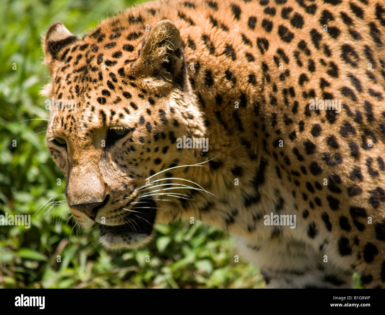 Sikkim wildlife hi-res stock photography and images - Alamy