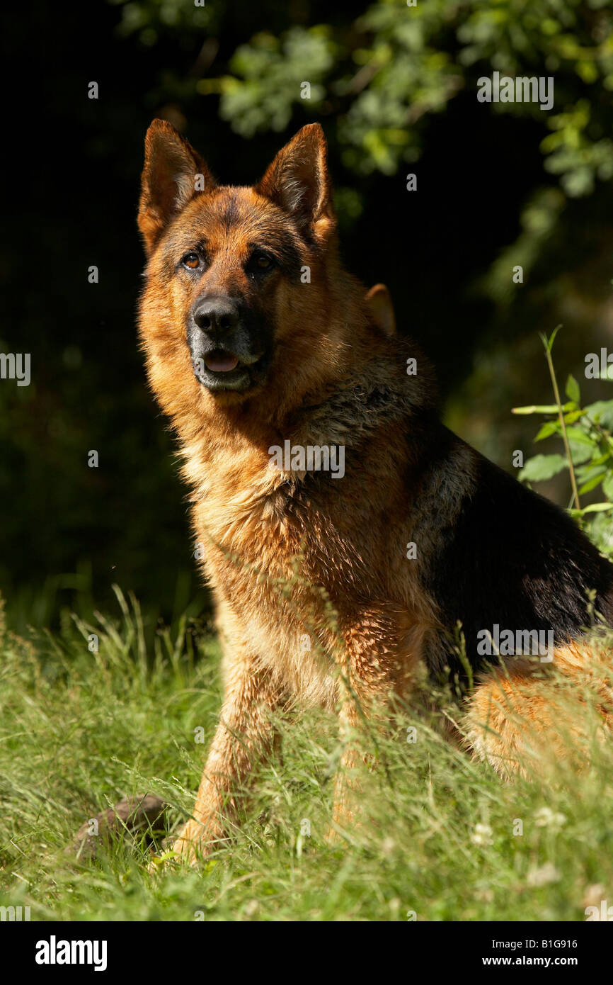 German Shepherd portrait Stock Photo - Alamy