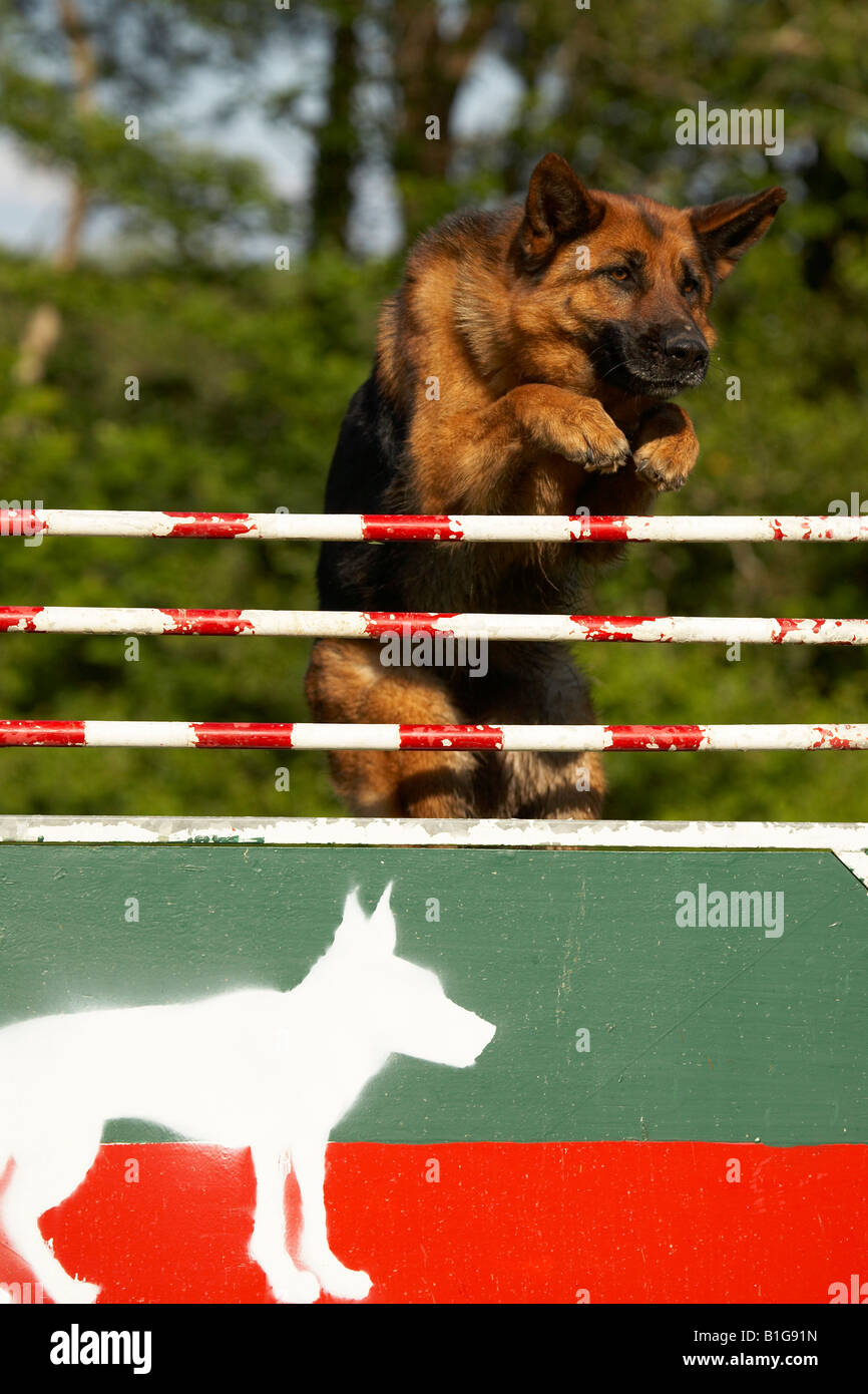 German Shepherd jumping Stock Photo - Alamy