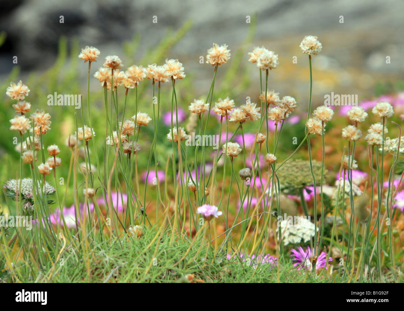 Cornish wild flowers hi-res stock photography and images - Alamy