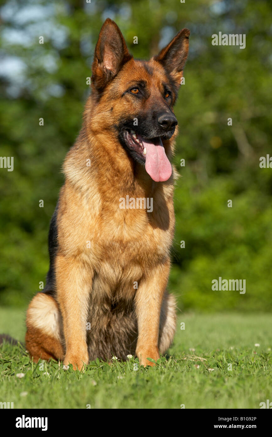 German Shepherd portrait Stock Photo - Alamy