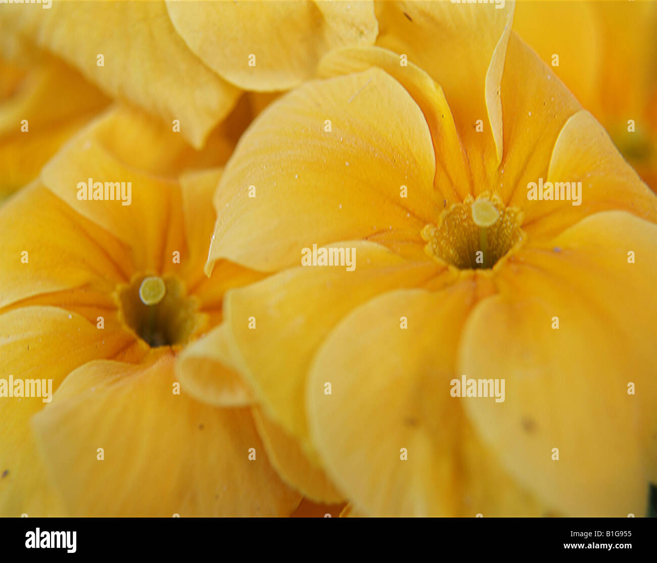 Overhead view of a yellow flowers in detail Stock Photo - Alamy