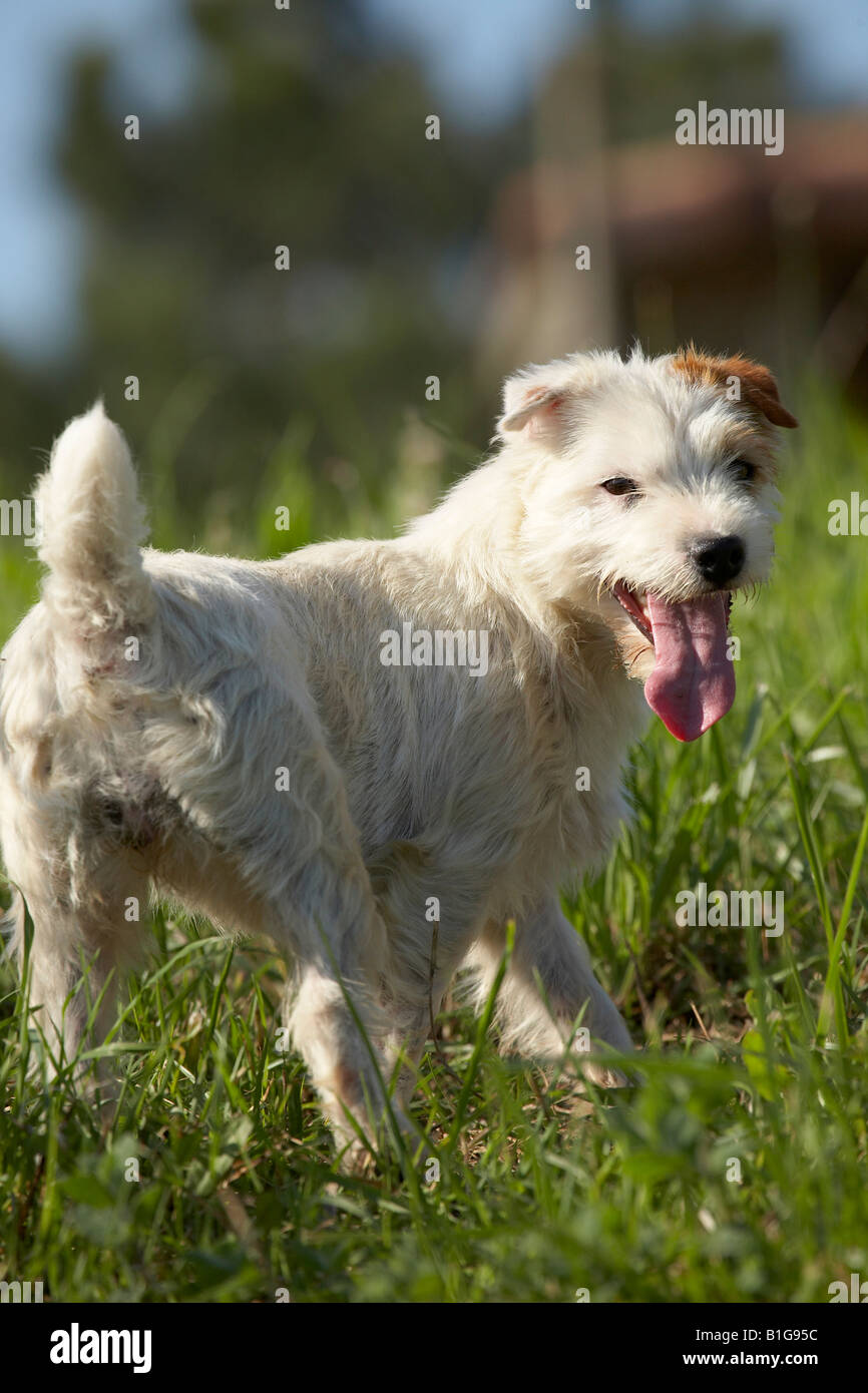 Portrait of a Parson Russel Terrier Stock Photo - Alamy