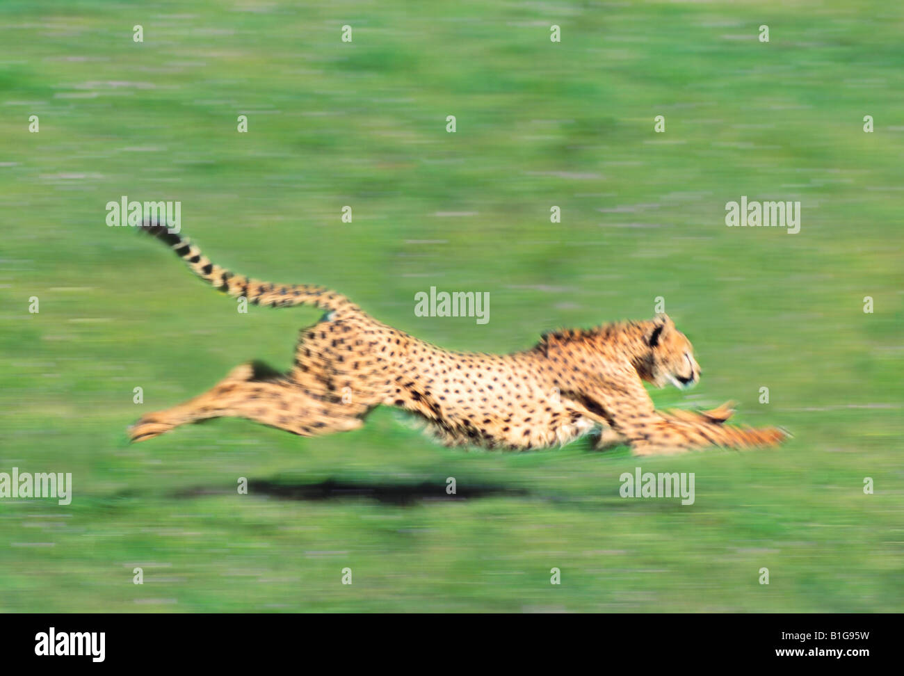 Cheetah Running Side View