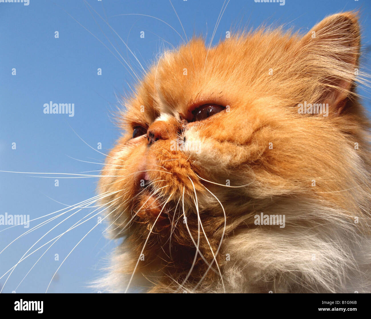Close up view of a cat Stock Photo - Alamy