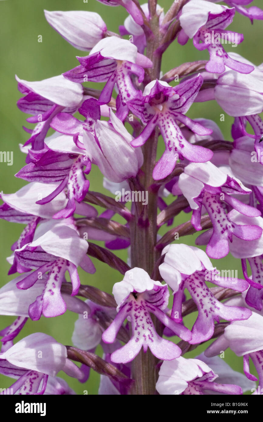 A close up of the flowers on the flowering spike of a Military Orchid ...
